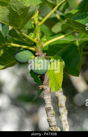Ripening fruits on big fig tree in summer close up Stock Photo - Alamy
