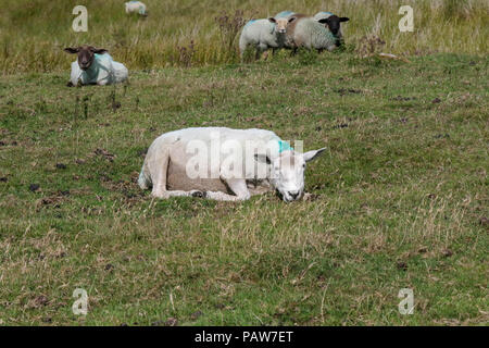 Slieve Croob, Dromara Hills, County Down, Northern Ireland. 24 July ...