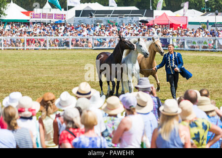 Atkinson Action Horses at the New Forest and Hampshire County Show in July 2022, England, UK ...