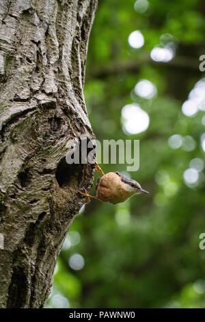 Red breasted nuthatch nest hole at BC Canada Stock Photo - Alamy