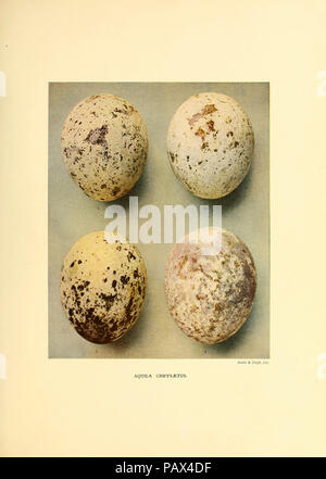 . A synopsis of the Accipitres (diurnal birds of prey) : comprising ...