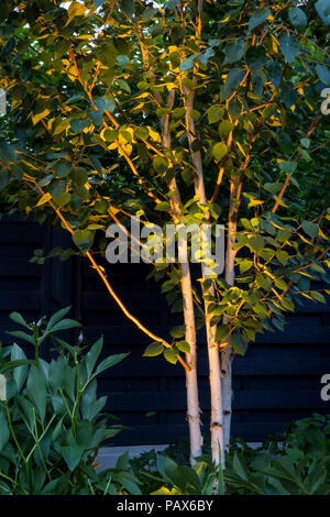 Multi-stemmed silver Birch Stock Photo - Alamy