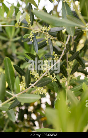 Olea europaea foliage with fruit developing Stock Photo - Alamy