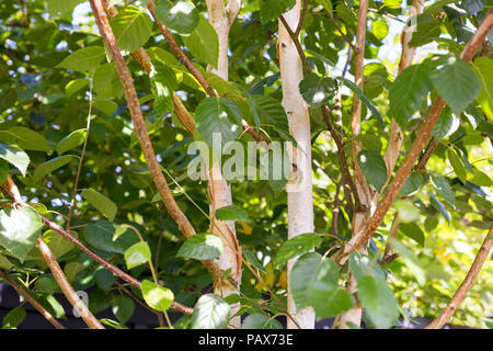 Multi-stemmed silver Birch Stock Photo - Alamy