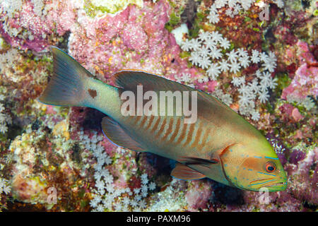 White square cod or grouper, Cephalopholis albomarginatus, Yap ...