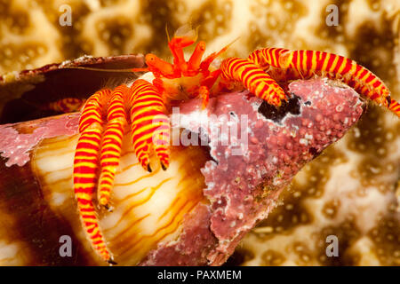 The cone shell hermit crab, Ciliopagurus strigatus, has a specialized ...