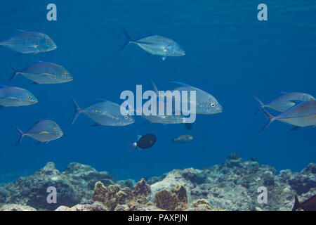school of jack fish trevally Carangoides sp Stock Photo - Alamy