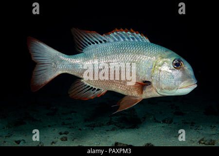 Bigeye emperor, Monotaxis grandoculis, can be found in groups, hovering ...