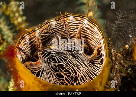 The worm snail, Serpulorbis grandis, lives in a tube shell that is not ...
