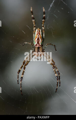 Enamelled Spider (Plebs bradleyi Stock Photo - Alamy