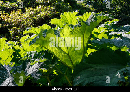 Giant Gunnera leaves backlit by the sun Stock Photo - Alamy