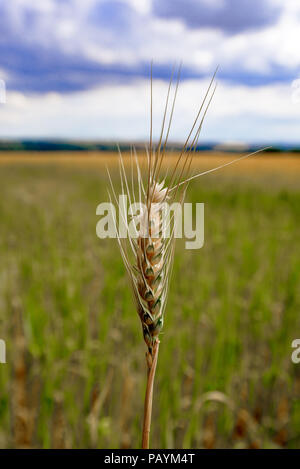 Barley Growing, Rollright Stones, Chipping Norton, UK Stock Photo - Alamy
