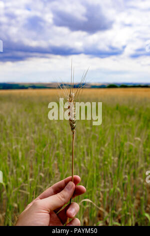 Barley Growing, Rollright Stones, Chipping Norton, UK Stock Photo - Alamy