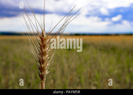 Barley Growing, Rollright Stones, Chipping Norton, UK Stock Photo - Alamy
