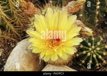 Notocactus scopa, Parodia scopa Flowering, yellow flower Stock Photo ...