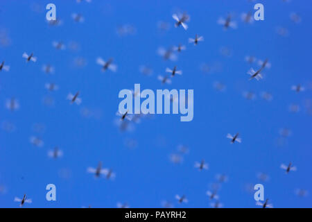 Bug hatch at Diamond Lake, Umpqua National Forest, Rogue-Umpqua ...