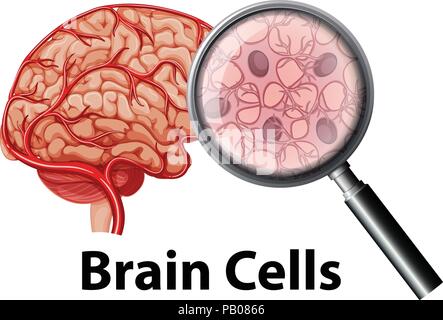 brain with magnifying glass on white background vector illustration ...
