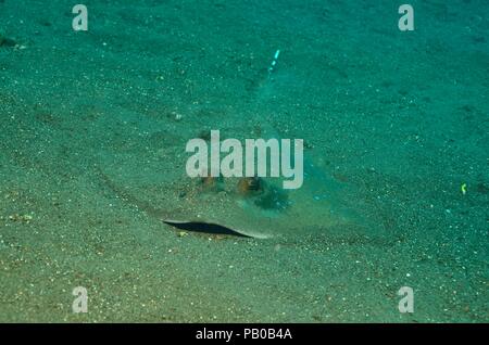 Blue-spotted maskray, Orientalischer Maskenrochen (Neotrygon orientalis ...