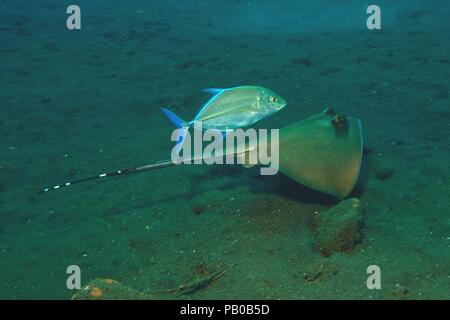Blue-spotted maskray, Orientalischer Maskenrochen (Neotrygon orientalis ...