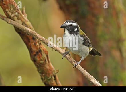Black-winged Saltator (Saltator atripennis Stock Photo - Alamy