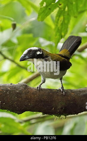 Black-winged Saltator (Saltator atripennis Stock Photo - Alamy