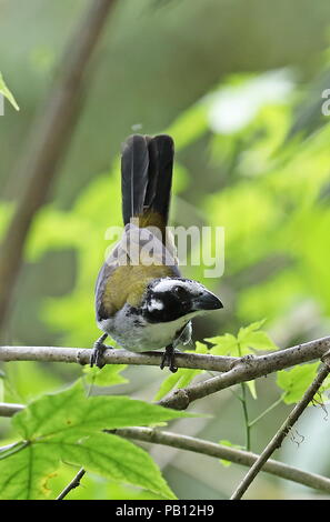 Black-winged Saltator (Saltator atripennis) adult perched on branch ...