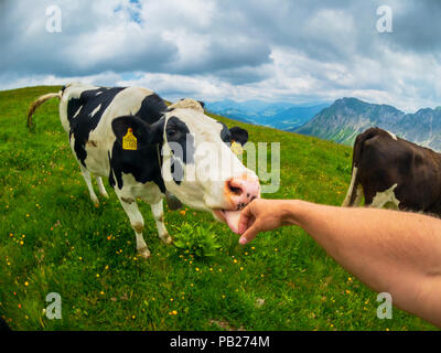 POV cow licks male hand at mountain pasture Stock Photo - Alamy