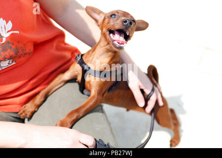 Stag red Miniature Pinscher Dog with uncropped ears wants to play Stock ...