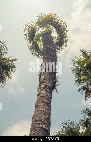 Low angle shot of palm trees Stock Photo - Alamy