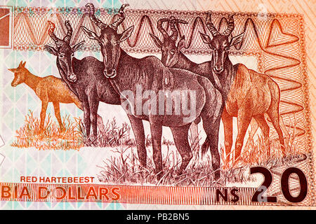 20 Namibian dollars bank note of Namibia. Namibian dollars is the ...