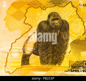 50000 Ugandan shillings bank note. Ugandan shilling is the national ...