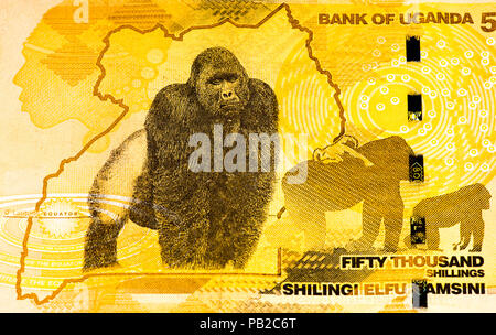 50000 Ugandan shillings bank note. Ugandan shilling is the national ...