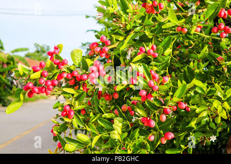 Carunda or Karonda fruit used to herb and medicine, red berry fruit and ...
