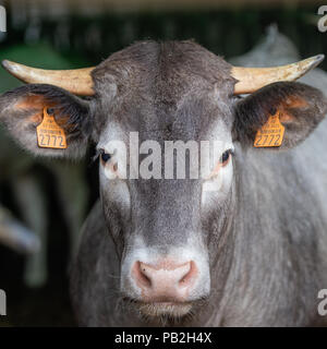 Portrait of Bazadaise cow and calf on a farm, Gironde, France Stock ...