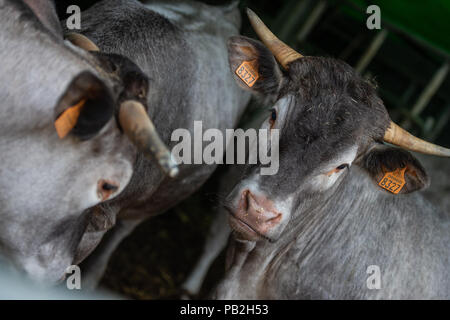 Portrait of Bazadaise cow and calf on a farm, Gironde, France Stock ...