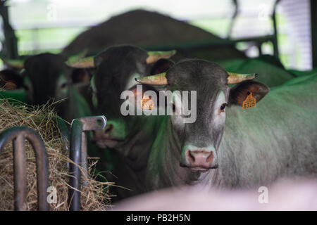 Portrait of Bazadaise cow and calf on a farm, Gironde, France Stock ...