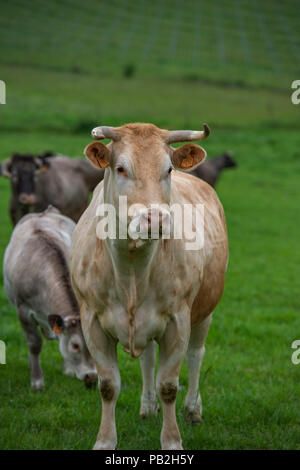 Bazadaise cows and calves daisy in the meadow, Gironde, France Stock ...