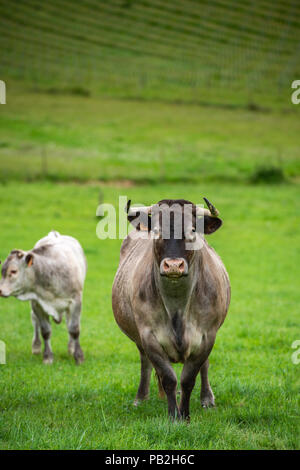 Bazadaise cows and calves daisy in the meadow, Gironde, France Stock ...
