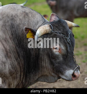 Bazas beef, Bazadaise cows and calves daisy in the meadow, Gironde ...