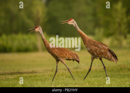 Male and female Sandhill Cranes, Antigone canadensis, engage in a ...