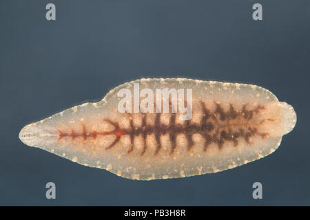 A duck leech Theromyzon tessulatum underwater. Taken in a photographic ...