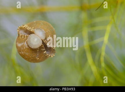A duck leech Theromyzon tessulatum underwater. Taken in a photographic ...