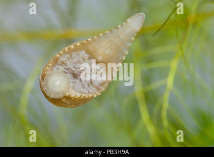 Theromyzon tessulatum duck leech underwater. Taken in a photographic ...