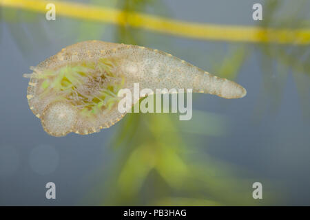 Theromyzon tessulatum duck leech underwater. Taken in a photographic ...