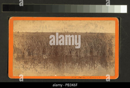 Rice field, Savannah, Ga Rice field, Savannah, Ga.; Rice field ...