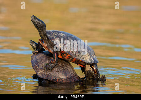 northern red-bellied turtle or redbellied cooter, (Pseudemys ...