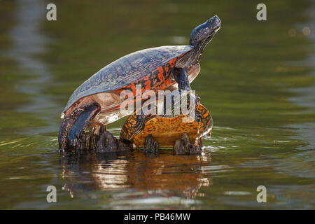 northern red-bellied turtle or redbellied cooter, (Pseudemys ...