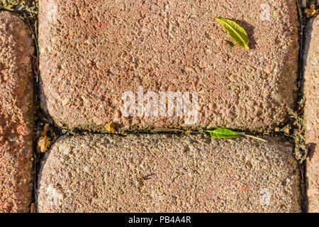 tan brick pavers sidewalk texture Stock Photo - Alamy