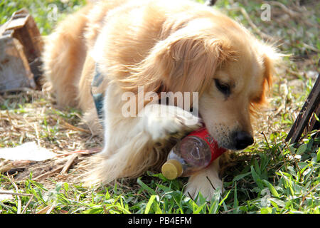 Dogs bite plastic bottles Stock Photo - Alamy
