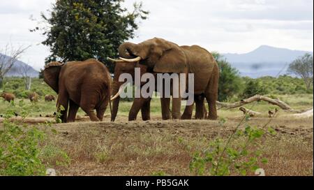 wild living elephants in a kenyan national park Stock Photo - Alamy